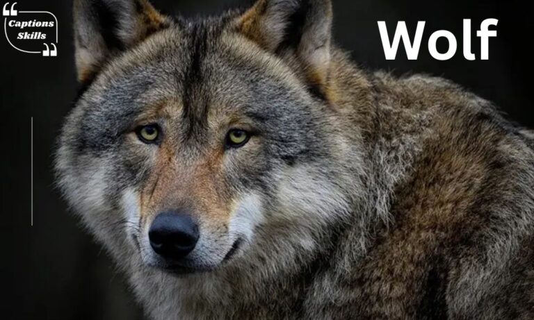 320+ Cool And Badass Wolf Names